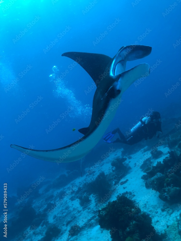 Plakat Manta Ray: The Reef Manta Ray (Mobula alfredi) is one of the ...