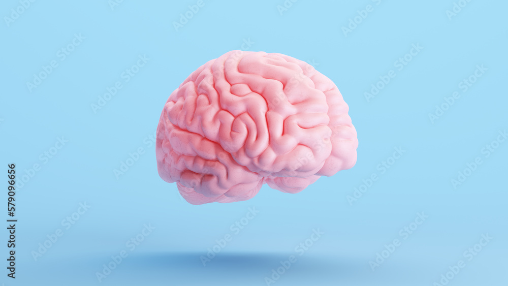 Pink Brain Anatomy Mind Intelligence Medical Organ Science Blue ...