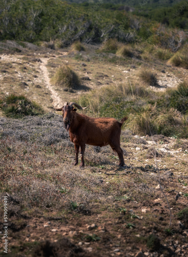 cabra, animal, granja, hierba, mamíferos, verde, prado, naturaleza ...