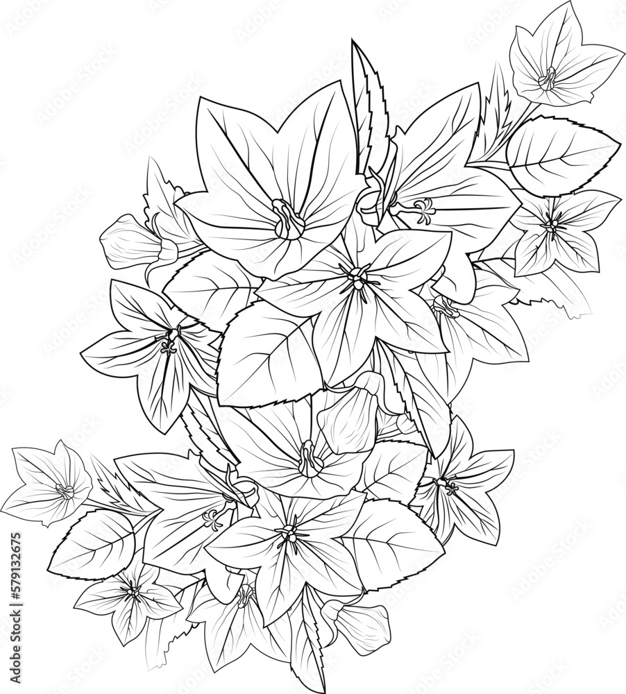 Ceeping bellflower drawing, Sketch virginia bluebells drawing ...