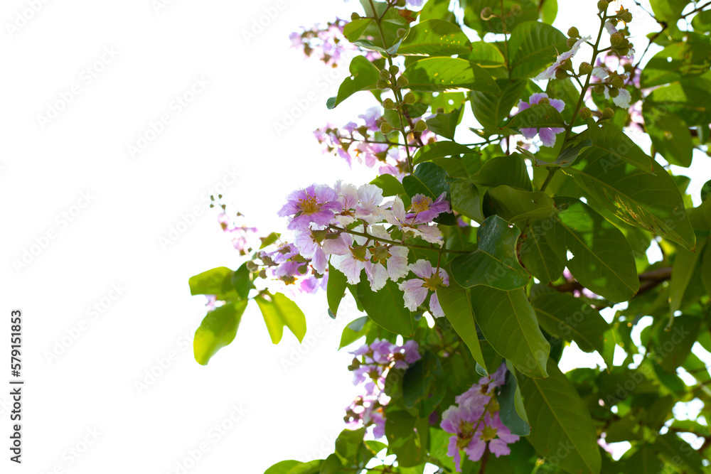 Inthanin bok tree flower (Lagerstroemia macrocarpa var macrocarpa ...
