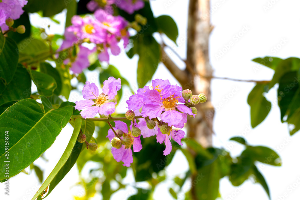 Inthanin bok tree flower (Lagerstroemia macrocarpa var macrocarpa ...