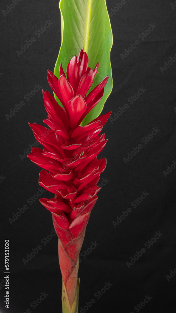 Alpinia purpurata flower with their brilliant red bracts red ginger ...