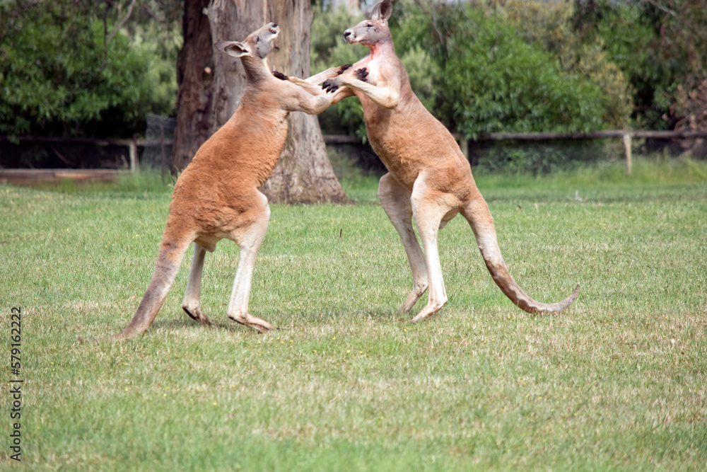 the male red kangaroos body is a shade of red fur his head is grey with ...