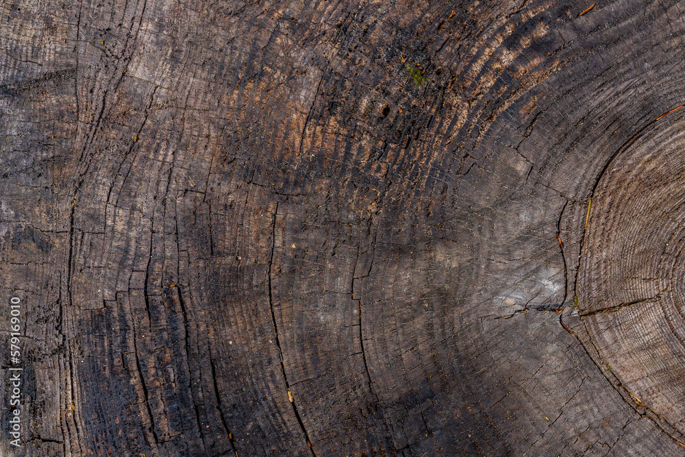 texture of aged tree stump, old tree stump background Stock Photo ...