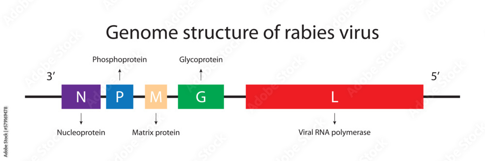 Genome structure of rabies virus Stock Vector | Adobe Stock