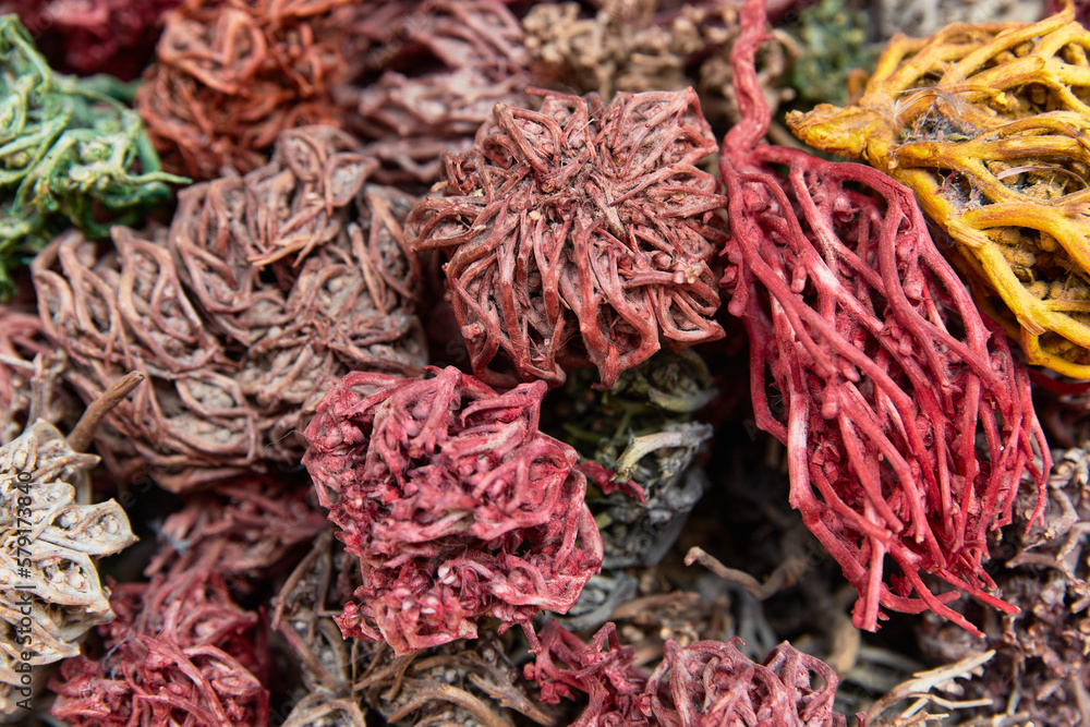 Dried painted colorful plants of Jericho rose, heart of desert, hand of ...