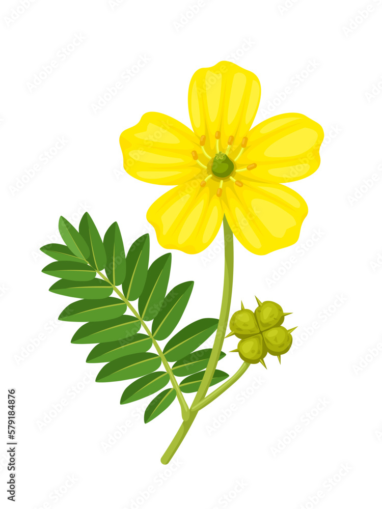 Vector illustration, Tribulus terrestris,also called goat's head ...