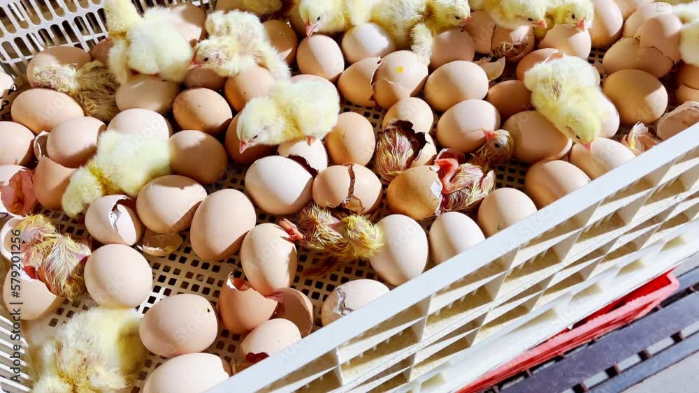 chicken hatching in a modern farm. Watch as the chicks emerge from ...