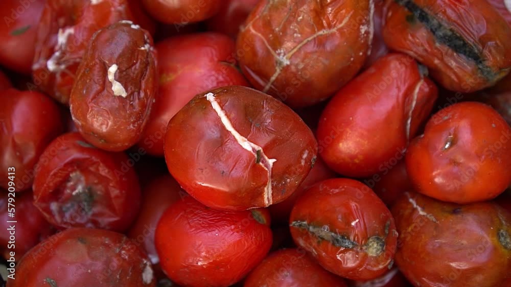 Vidéo Stock Rotten tomatoes, Vegetable Waste. Agriculture industry loss ...