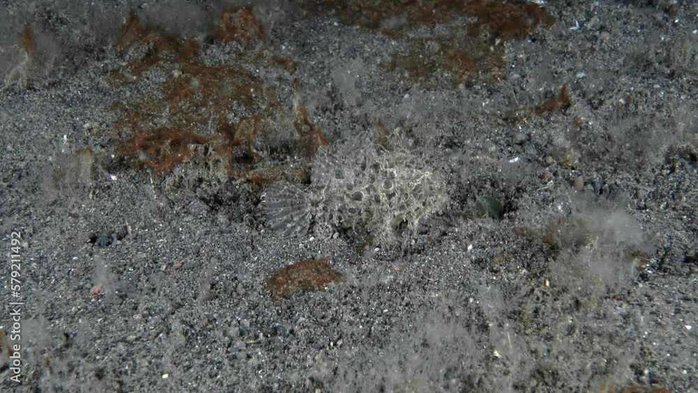 A frog fish walks along the bottom of the sea at night. Striated ...