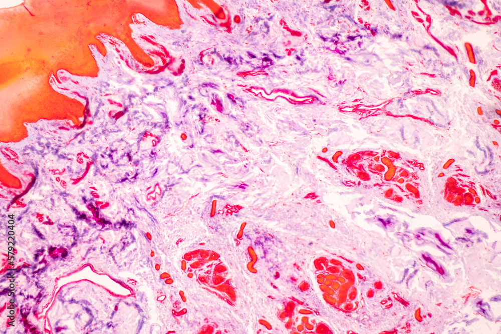 Characteristics Tissue of Skin from finger Human and Nail development ...