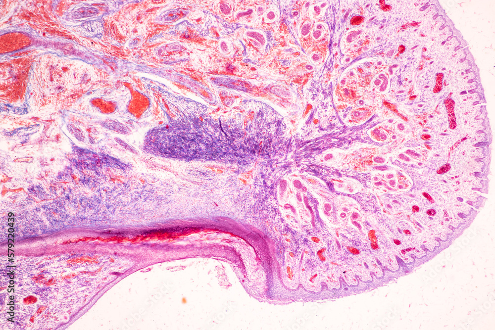 Characteristics Tissue of Skin from finger Human and Nail development ...