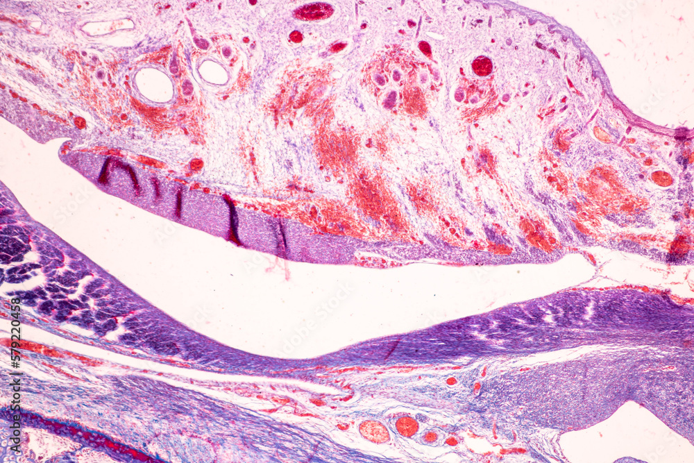 Characteristics Tissue of Skin from finger Human and Nail development ...