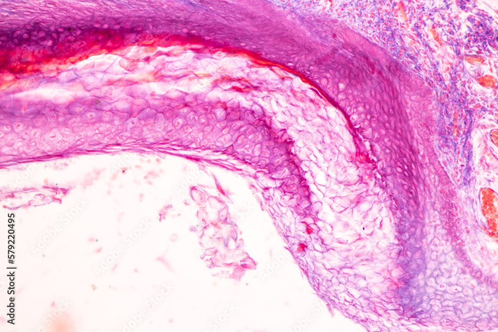 Foto de Characteristics Tissue of Skin from finger Human and Nail ...