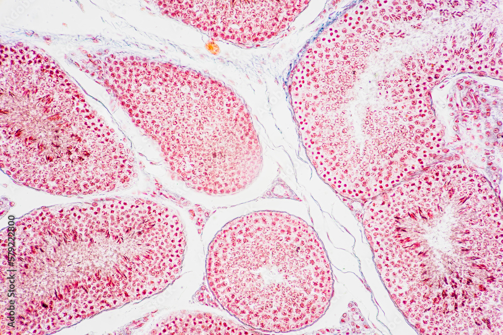 Anatomy and Histological Uterine tube, Uterus, Vagina, Ovary and Testis ...