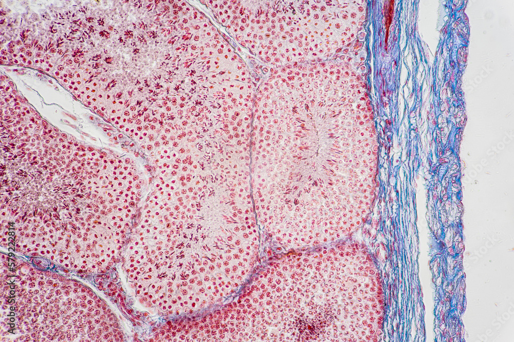 Anatomy and Histological Uterine tube, Uterus, Vagina, Ovary and Testis ...