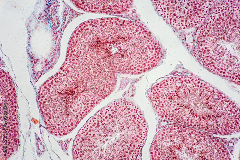 Anatomy and Histological Uterine tube, Uterus, Vagina, Ovary and Testis ...