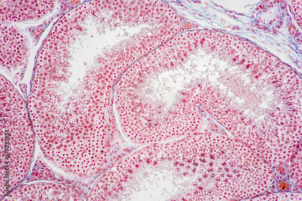 Anatomy and Histological Uterine tube, Uterus, Vagina, Ovary and Testis ...