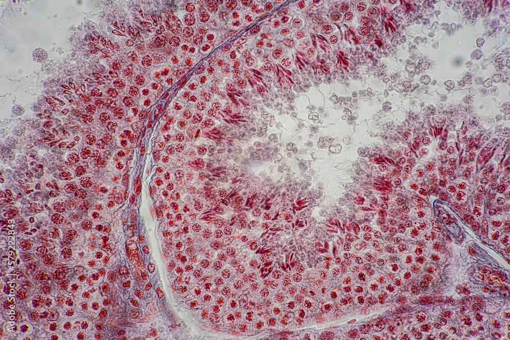 Anatomy and Histological Uterine tube, Uterus, Vagina, Ovary and Testis ...