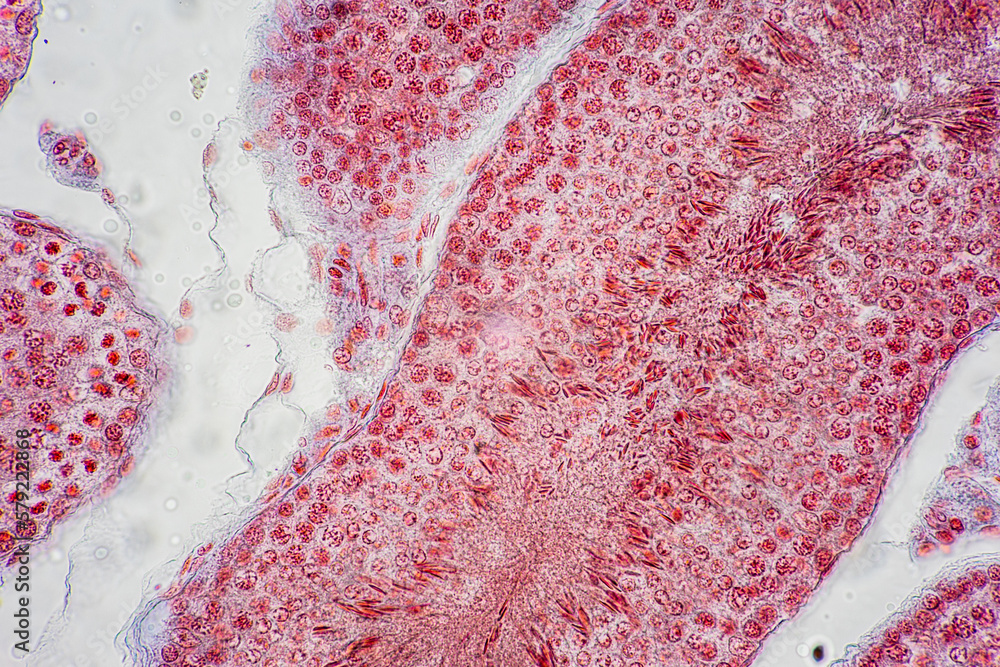 Anatomy and Histological Uterine tube, Uterus, Vagina, Ovary and Testis ...