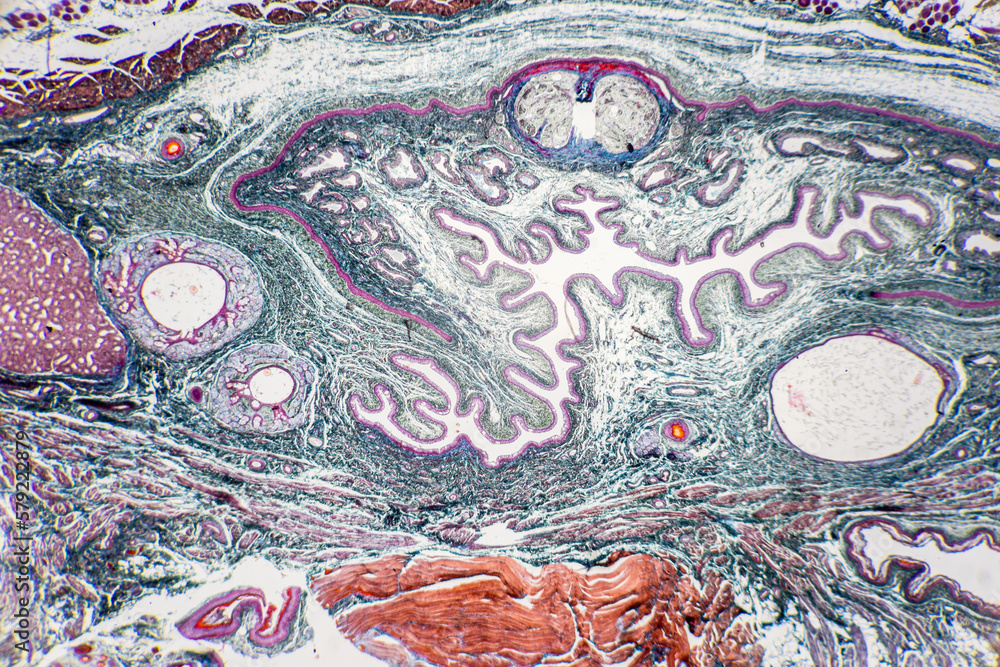 Anatomy and Histological Uterine tube, Uterus, Vagina, Ovary and Testis ...
