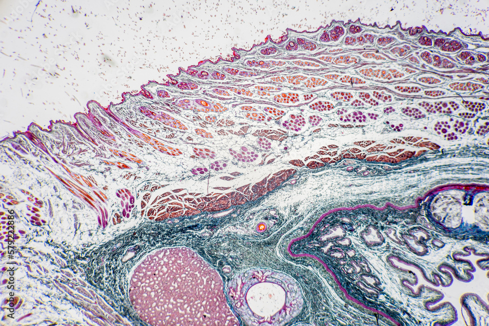 Anatomy and Histological Uterine tube, Uterus, Vagina, Ovary and Testis ...