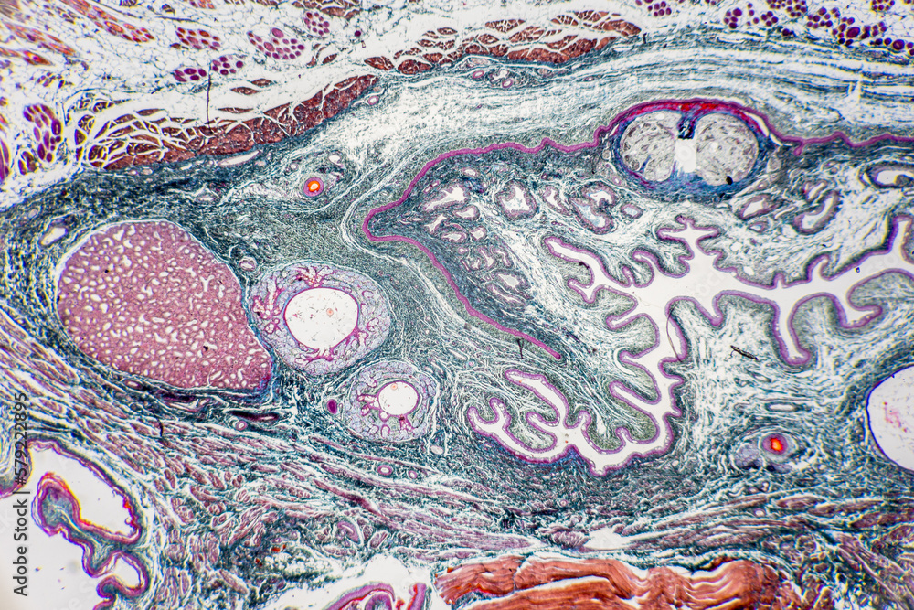 Anatomy and Histological Uterine tube, Uterus, Vagina, Ovary and Testis ...