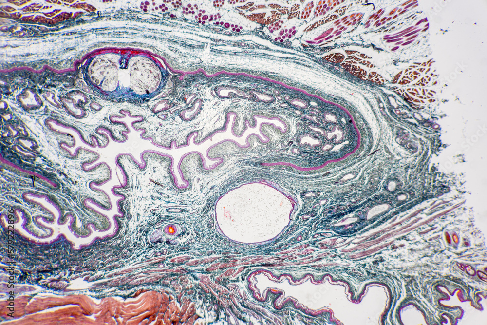 Anatomy and Histological Uterine tube, Uterus, Vagina, Ovary and Testis ...