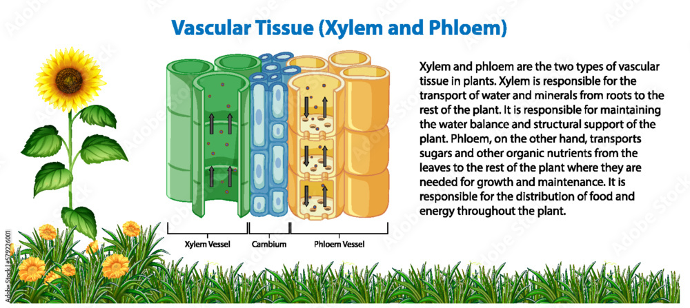 Diagram showing Vascular Tissue (Xylem and Phloem) Stock Vector | Adobe ...