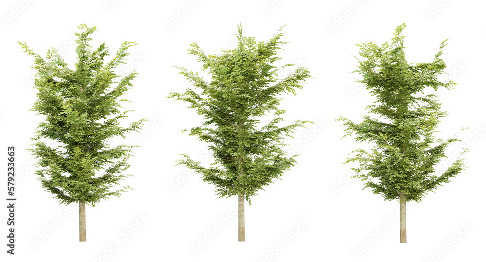 Set of green trees in transparent background, use for visualization in ...