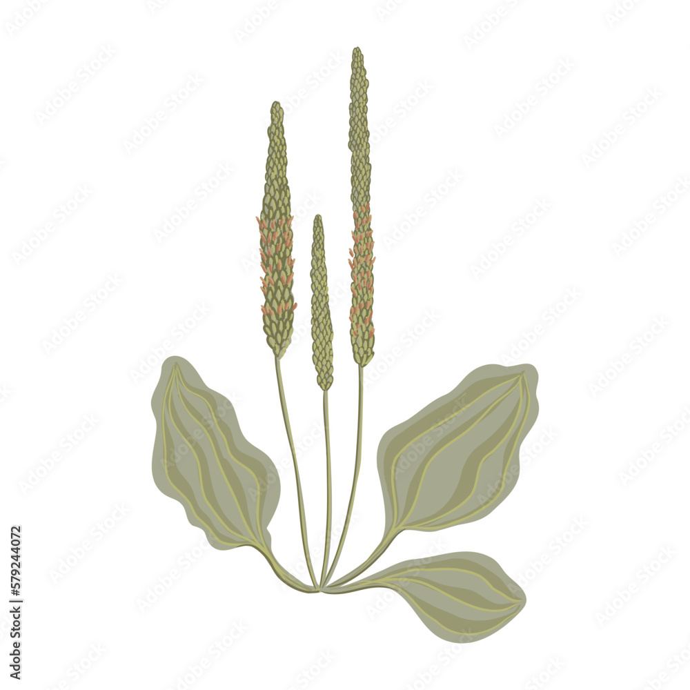 broadleaf plantain, vector drawing wild plant at white background ...