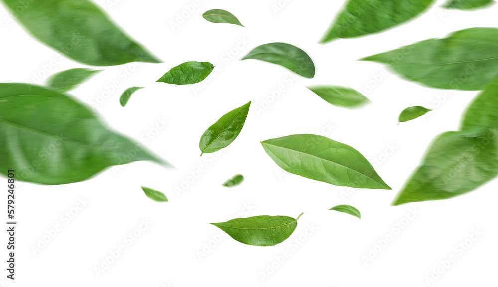 Green leaves flying in the air isolated on background. Stock Photo ...