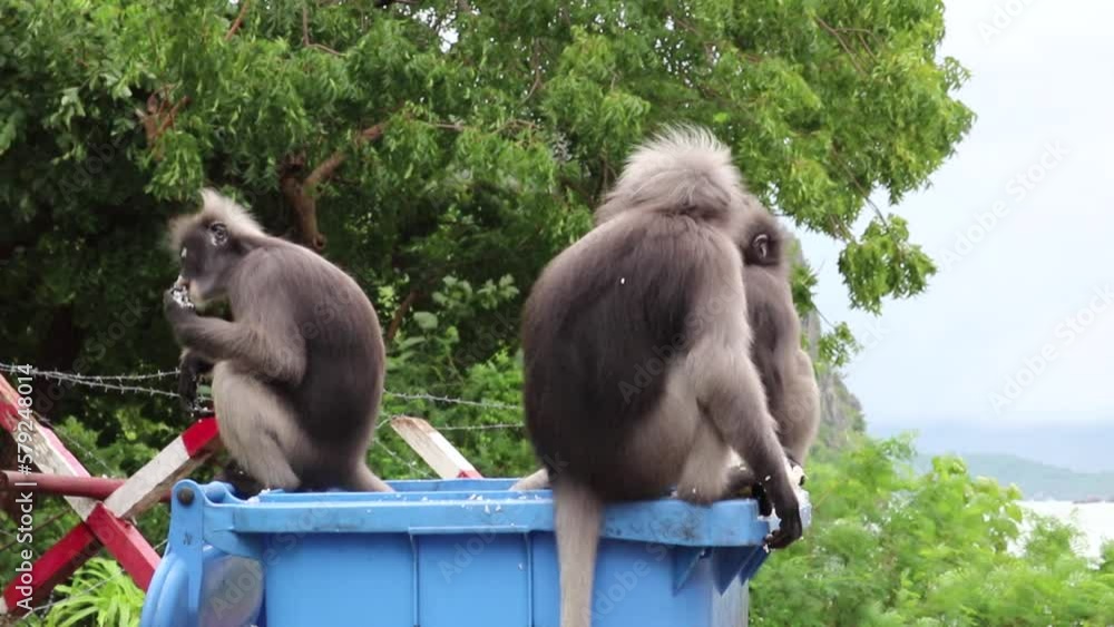 Dusky leaf monkeys (Trachypithecus obscurus) sit on the edge of a ...