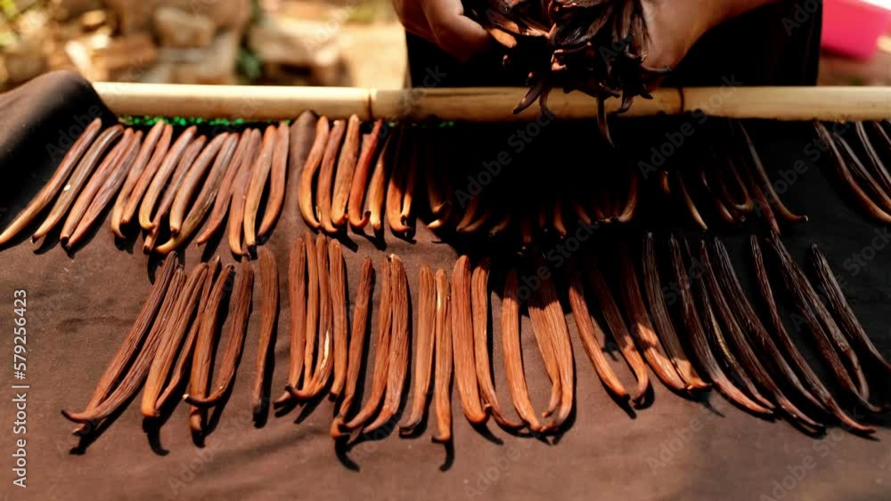 Vidéo Stock Vanilla Planifolia pods ,Bourbon Vanilla Dark brown black ...