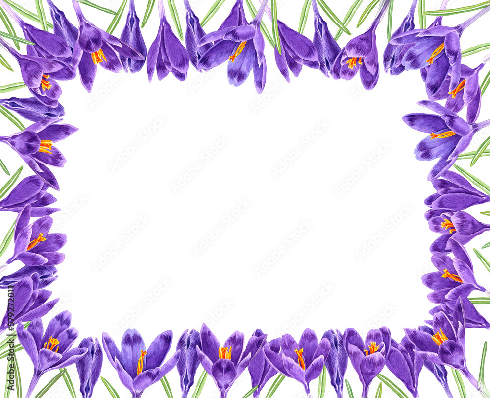 Watercolor flower border frame of purple crocuses. Template wedding ...