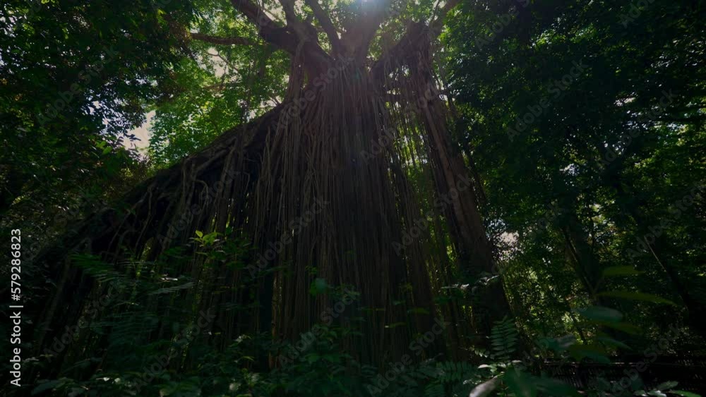 Curtain fig tree in Queensland, Australia. National Park jungle ...