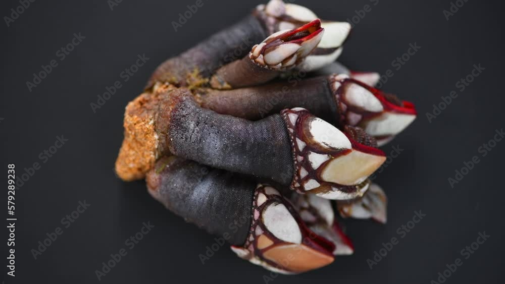 Barnacles, goose neck barnacle, percebes, gallician barnacles ...