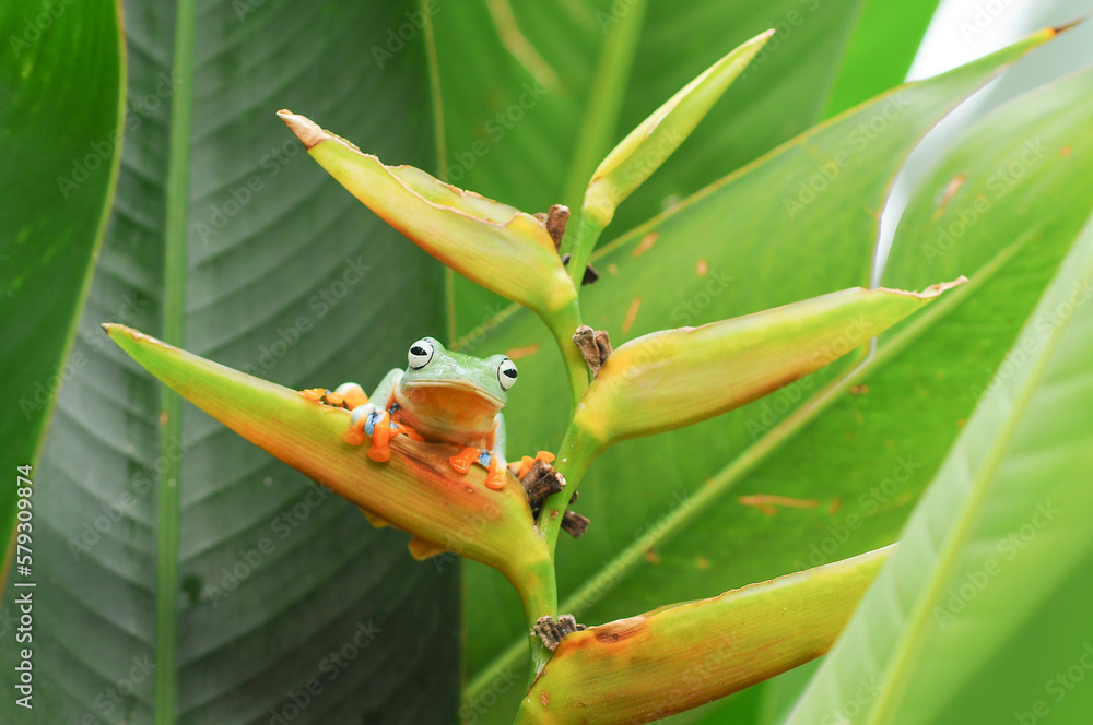 Javan tree frog, Frog, Tree Frog, Flying Frog, Stock Photo | Adobe Stock