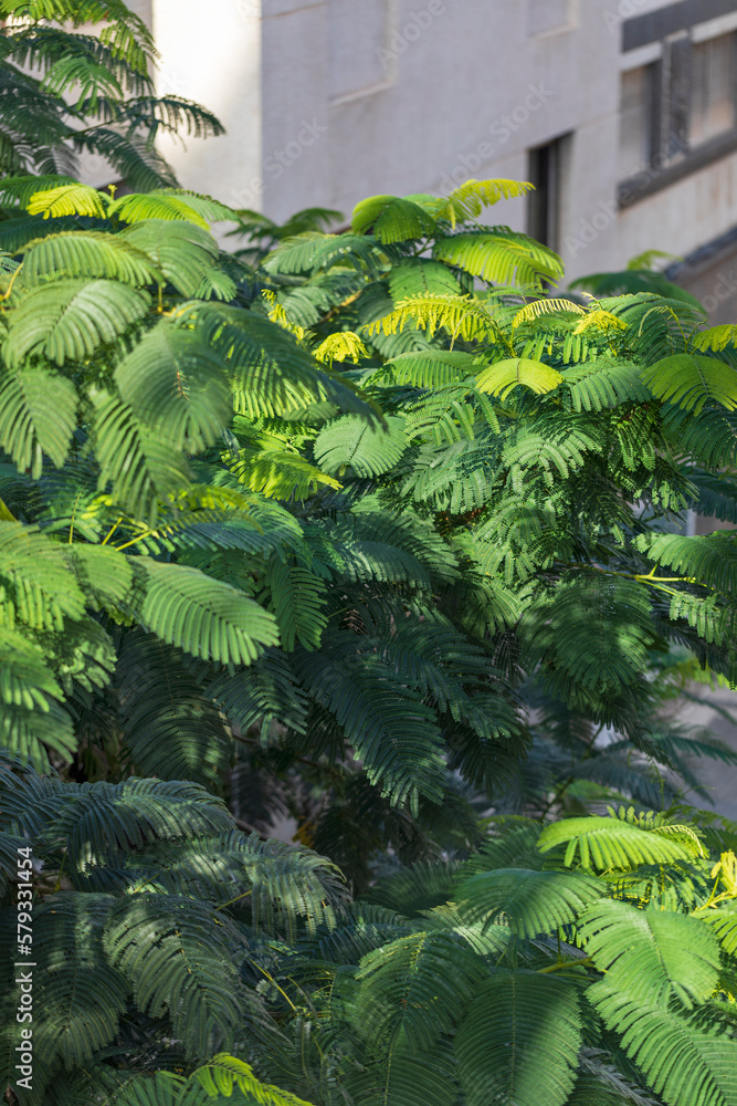 Green leafy branches of leguminous plants in the city. Stock Photo ...