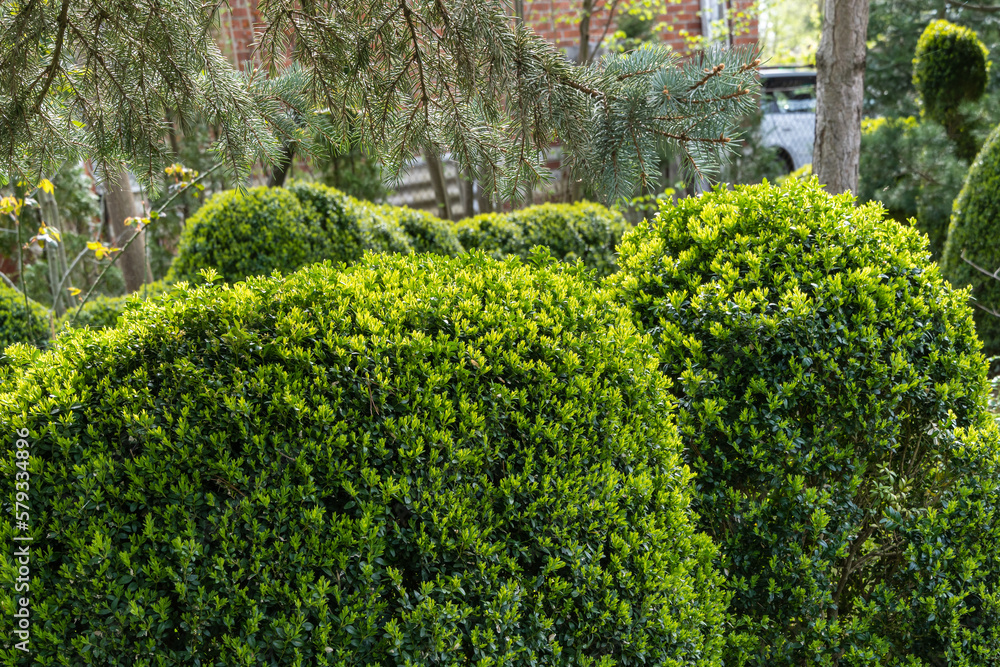 Bushes of Boxwood Buxus sempervirens or European box. Bright shiny ...