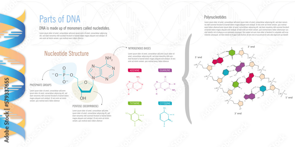 Parts of DNA, nucleotide structure and its main elements, nitrogenous ...