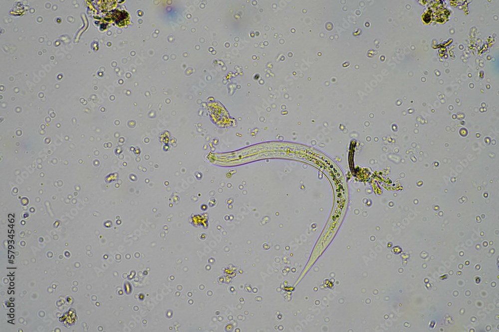 soil microorganisms including nematode, microarthropods, micro ...