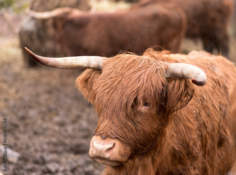 Krowa starej rasy Highlander ( szkockie bydło wyżynne ) . Niezwykle ...