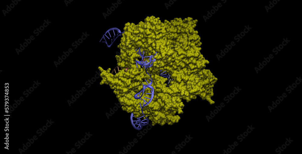 CRISPR-Cas9 space-filling model bound to complementary DNA 3D molecule ...