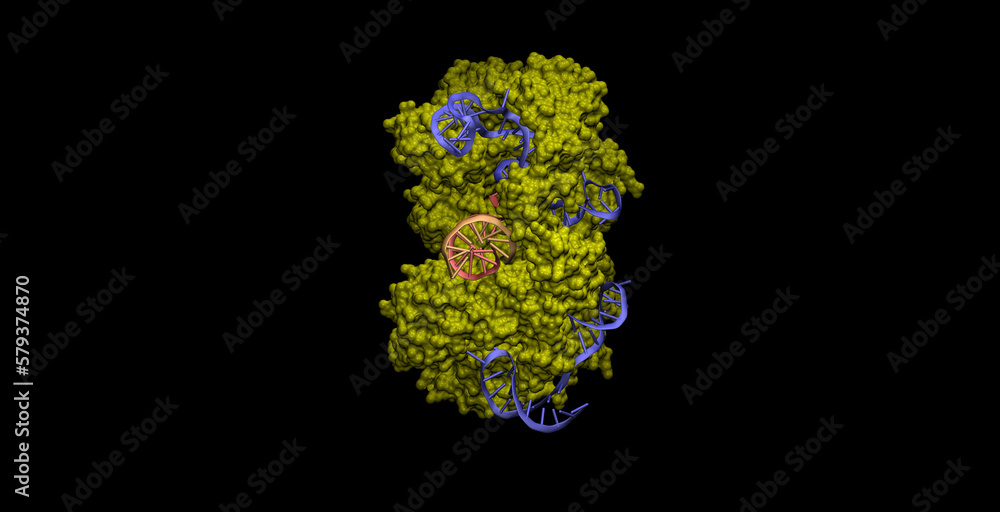 CRISPR-Cas9 space-filling model bound to complementary DNA 3D molecule ...