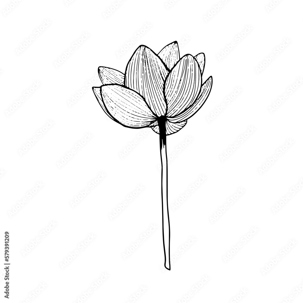 Lotus flower hand drawn sketch doodle black illustration isolated on ...