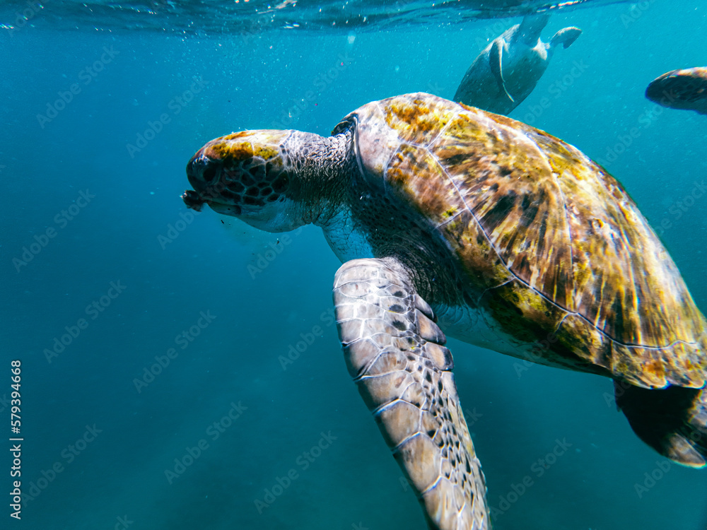 Sea turtles are marine reptiles that inhabit the world's oceans and can ...