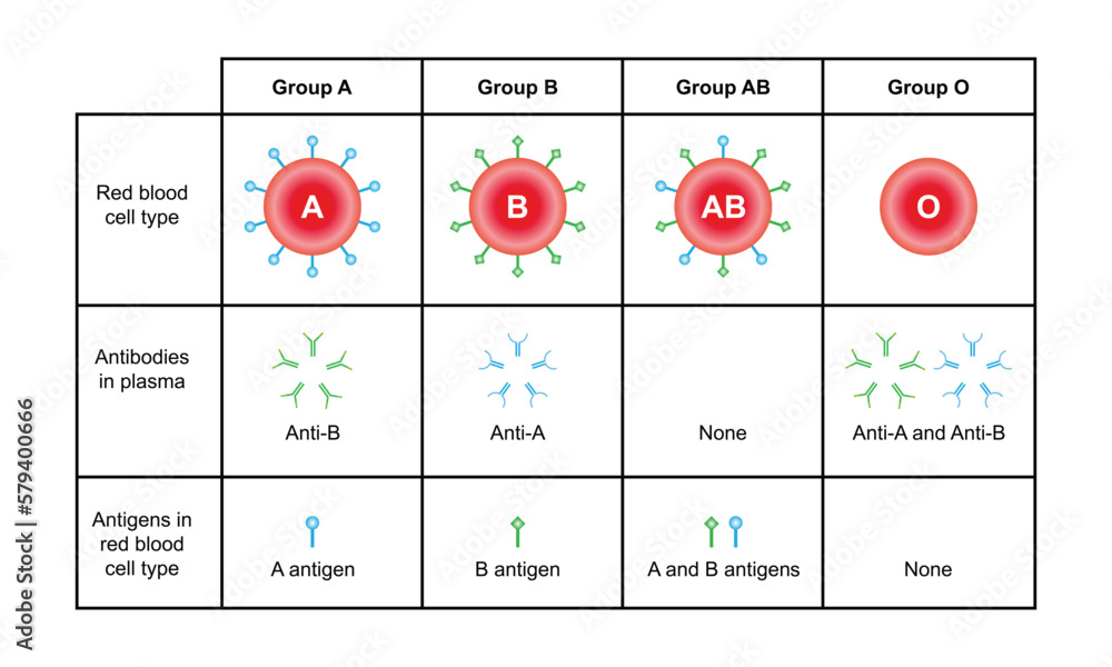 Abo Blood Group Concept Design. Vector Illustration. Stock Vector ...