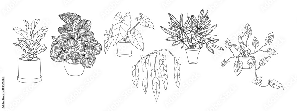 Set of Houseplants outline drawings. Indoor exotic flowers in pots line ...